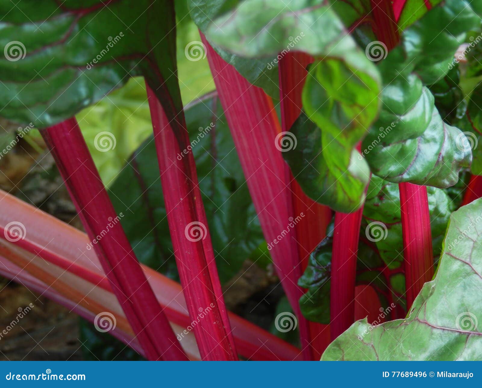 Closeup of Swiss Chard Stalks Stock Photo - Image of mangold, harvest ...