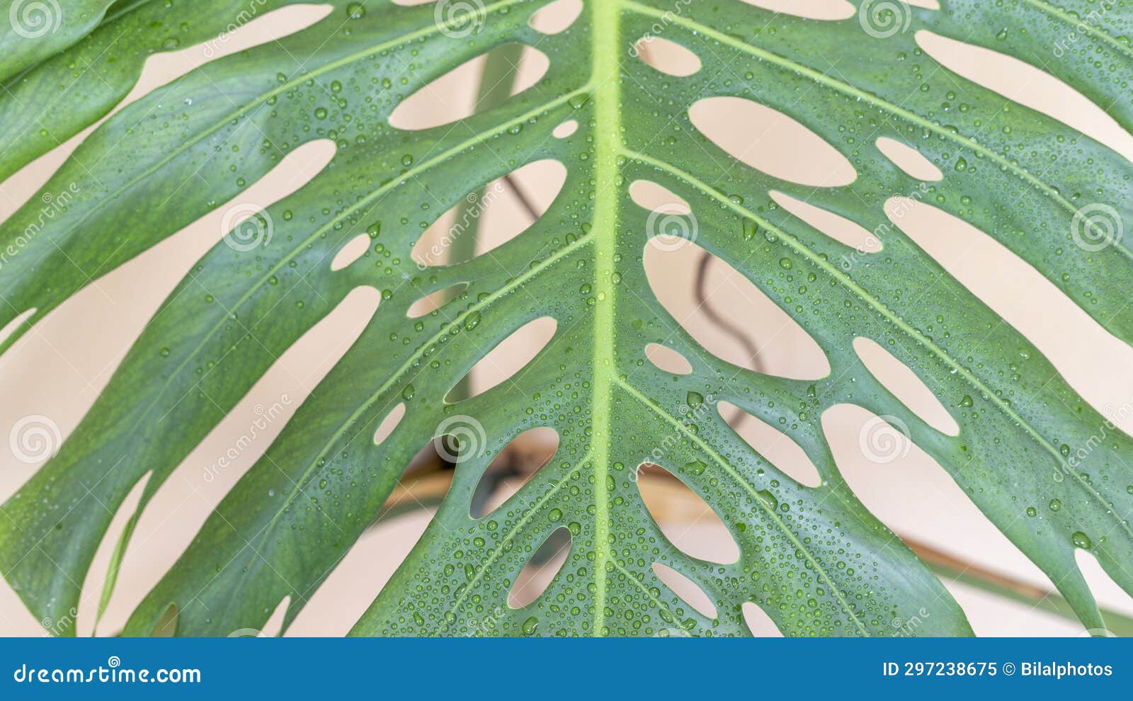 Closeup of Swiss Cheese Plant Leaf Stock Image - Image of nature ...