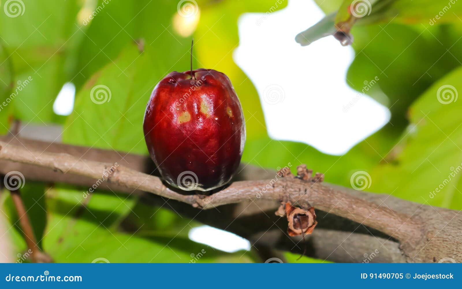 Closeup of Syzygium Malaccense or Pomerac Malay Apple Stock Image ...