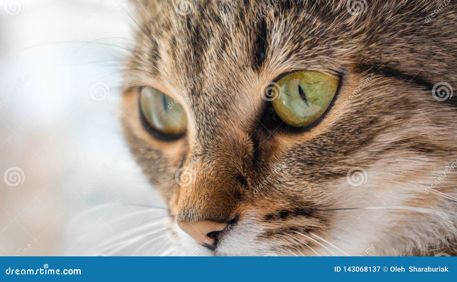 Closeup of tabby cat face stock image. Image of grey - 143068137