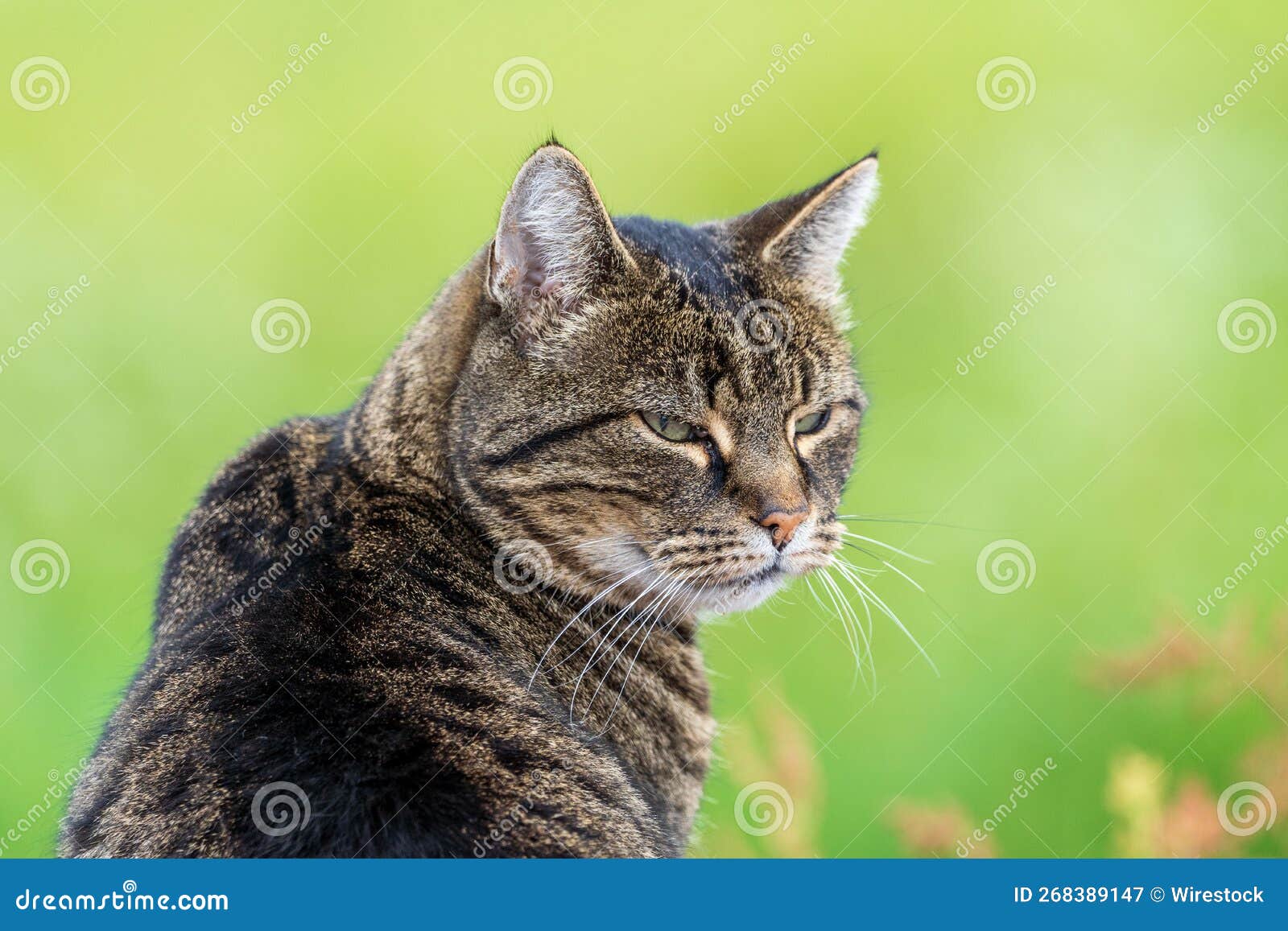 Closeup of a Tabby Cat Looking Back with an Angry Face Stock Image ...