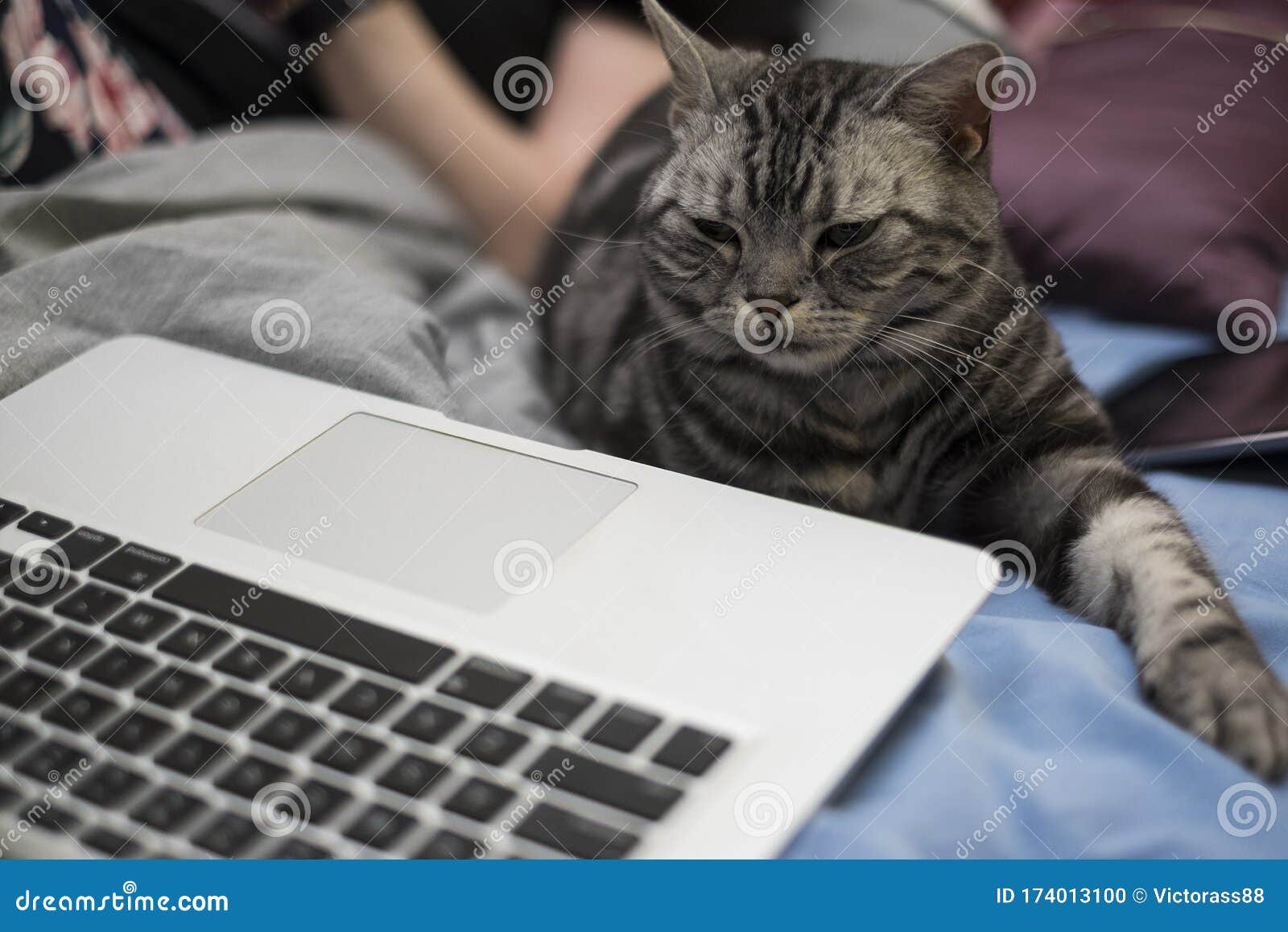 Cat looking at computer stock photo. Image of sofa, lifestyles - 174013100
