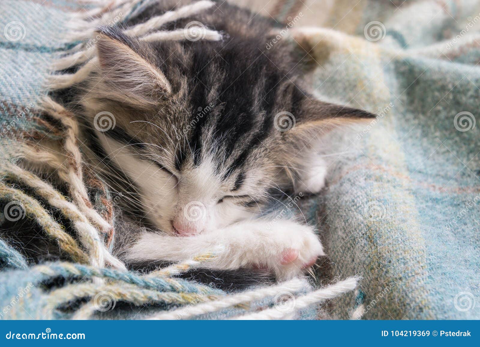 Tabby Kitten Wrapped in Wool Blanket Stock Image - Image of cute ...