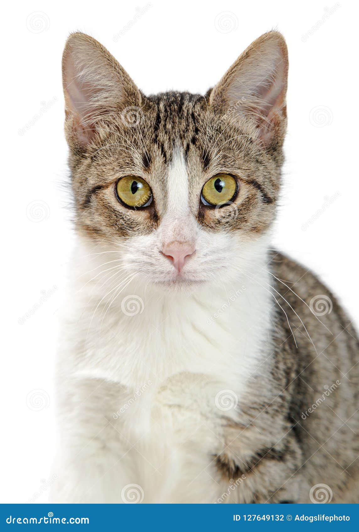 Closeup Tabby and White Cat Looking Forward Stock Photo - Image of ...