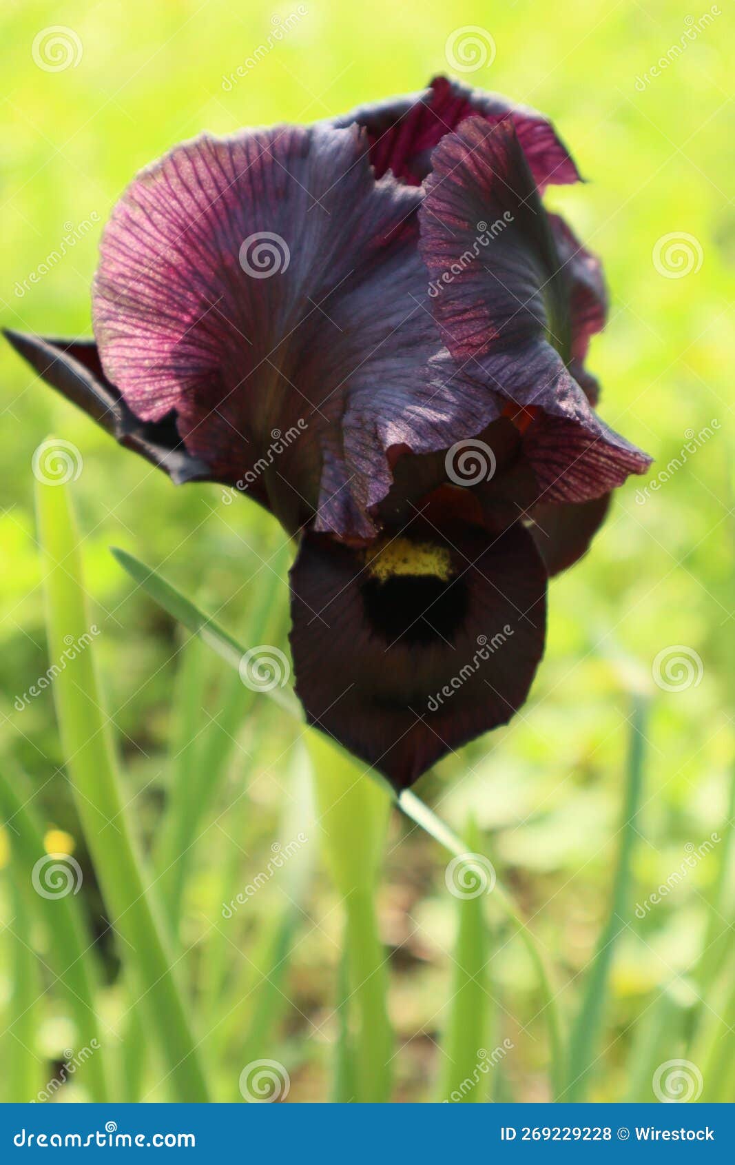 Closeup of Tall Bearded Iris, Iris Samurai Warrior . Stock Photo ...