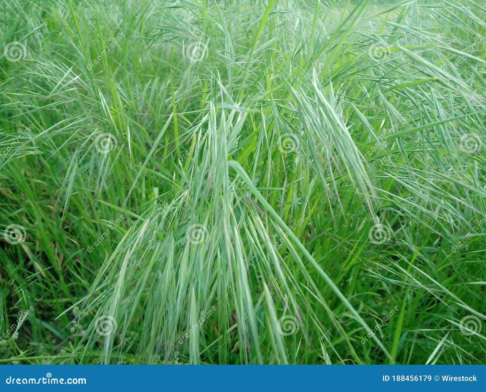 Closeup of Tall Grasses in the Field Stock Image - Image of field ...