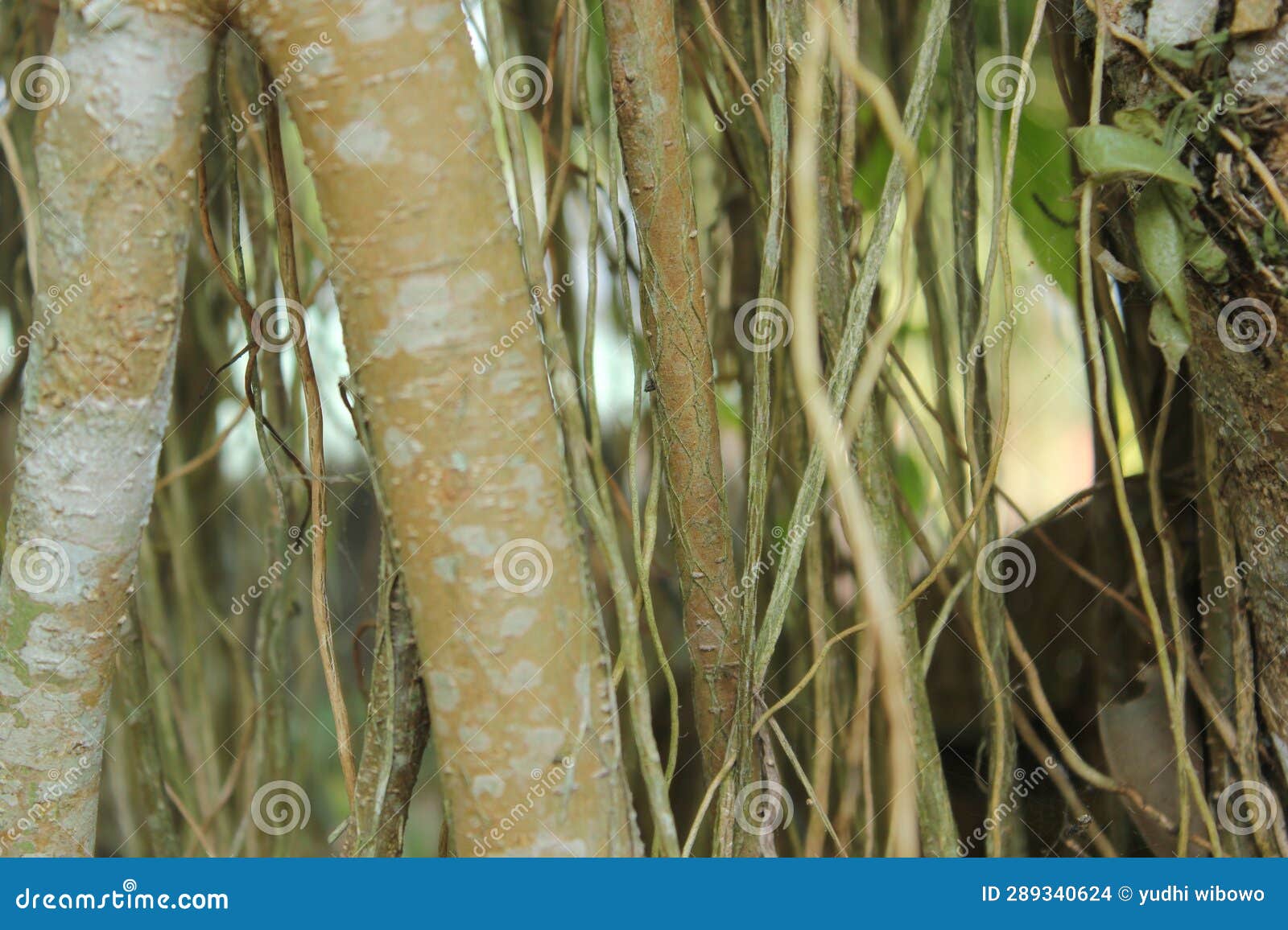 Closeup of the Taproot of a Banyan Tree in Kaliurang, Yogyakarta Stock ...