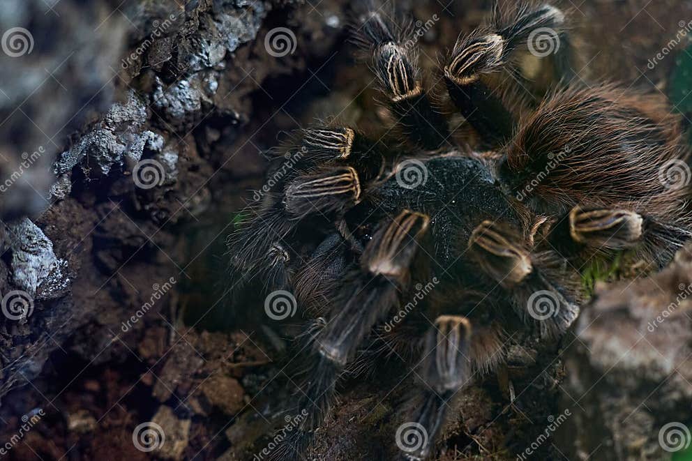 Closeup of Tarantula Spider Stock Image - Image of environment, legs ...