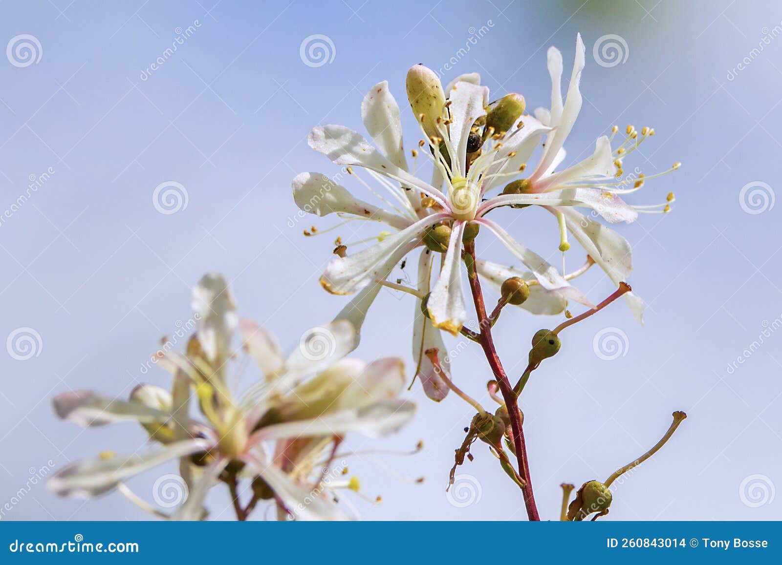 Tarflower Stock Photos - Free & Royalty-Free Stock Photos from Dreamstime