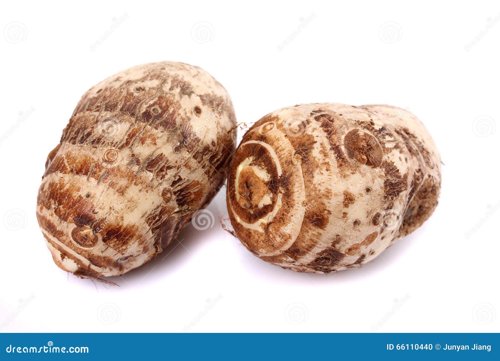 Closeup of taro stock photo. Image of food, gabi, araceae - 66110440