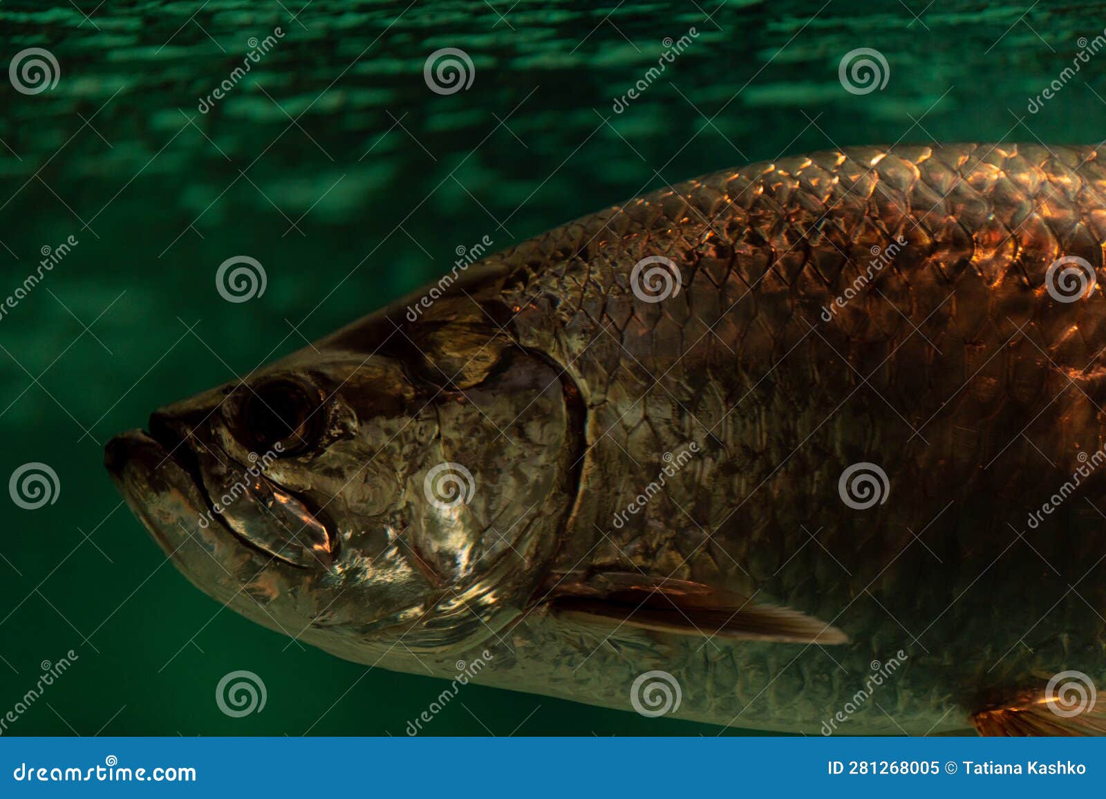 Closeup of a Tarpon Fish Megalops Atlanticus Next To the Surface of the ...