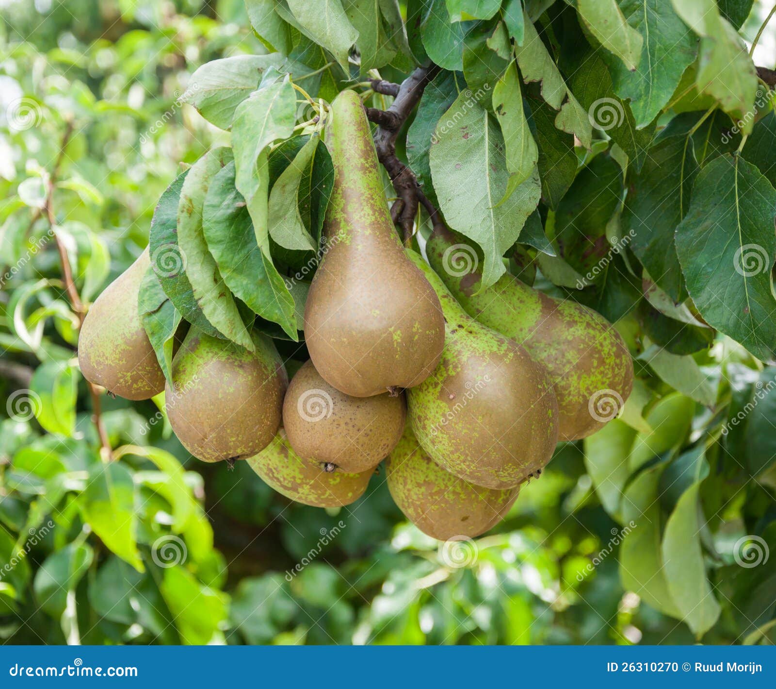 Closeup of Tasty Pears Hanging on a Tree Stock Photo - Image of garden ...