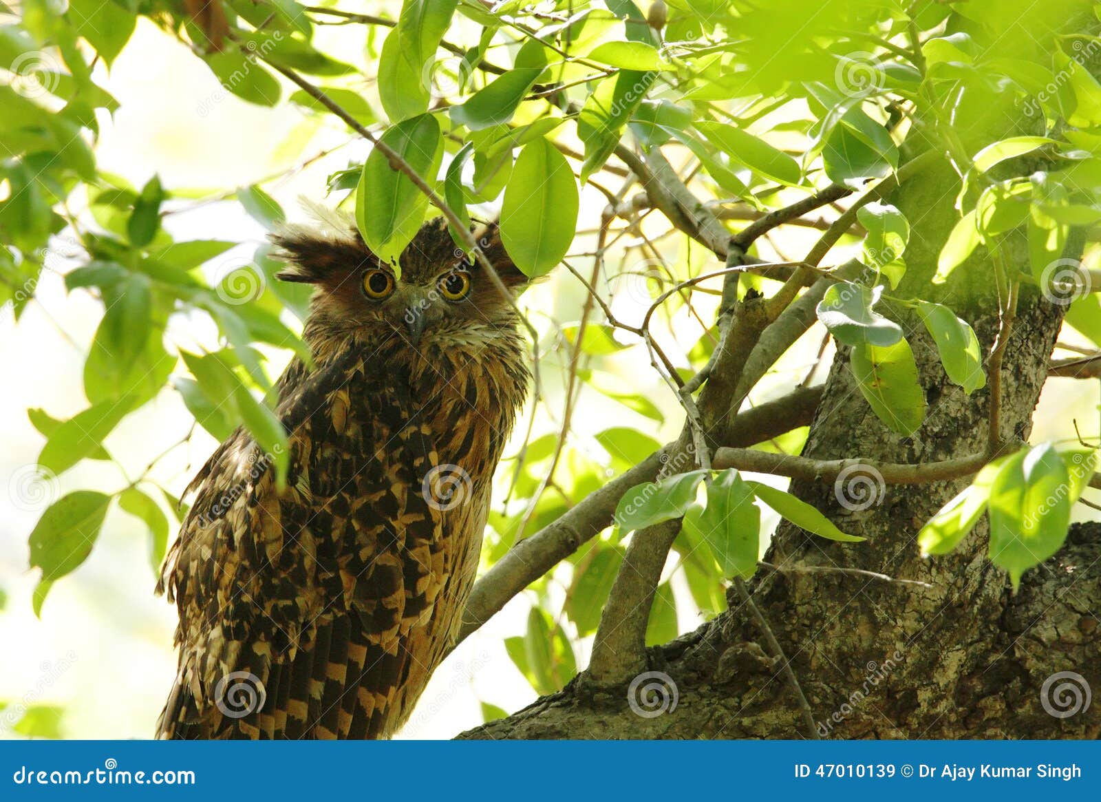 Closeup of a Tawny Fish Owl Stock Image - Image of corbett, streaked ...
