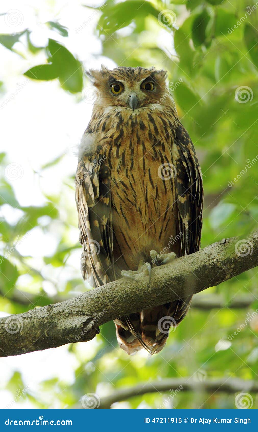 Closeup of Tawny Fish Owl stock photo. Image of dhikala - 47211916