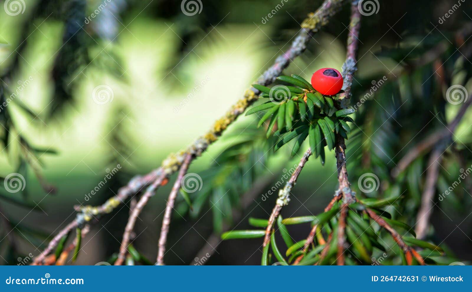 Closeup of Taxus Baccata Tree Stock Image - Image of green, leaves ...
