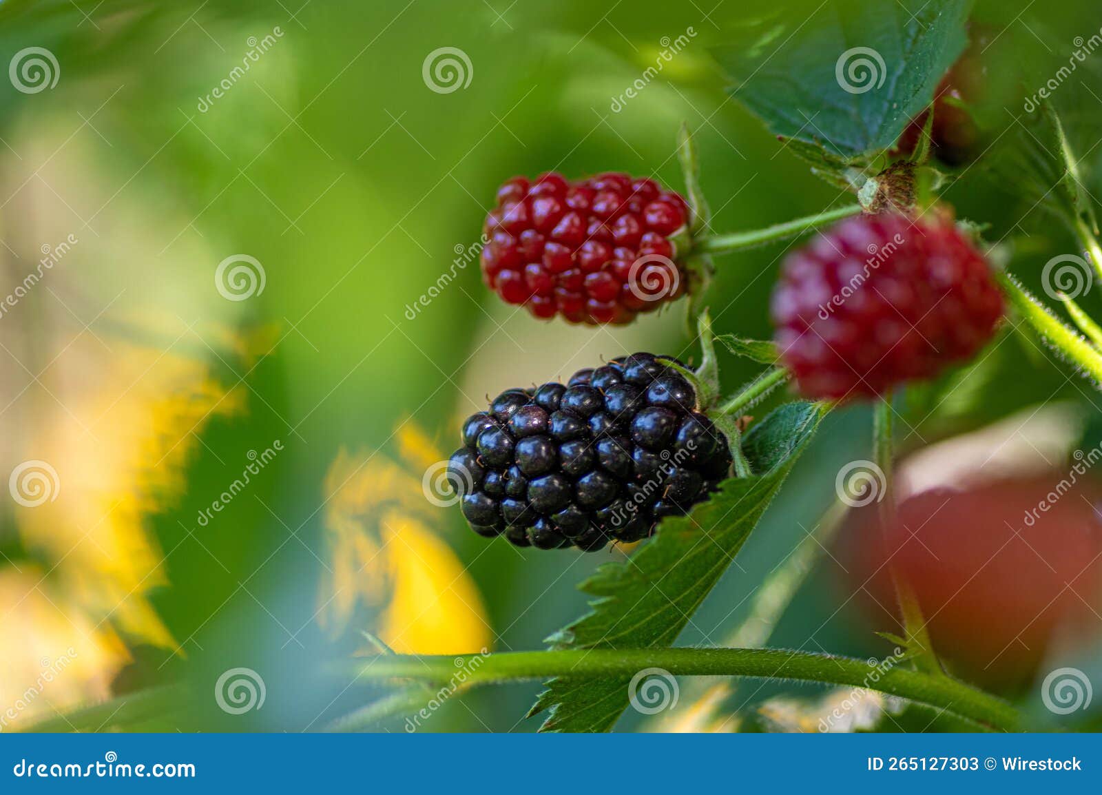Closeup of Tayberries Growing on a Tree Stock Image - Image of outdoor ...