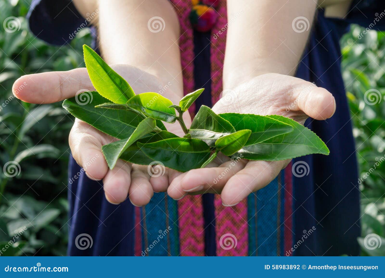 Closeup tea leaves in hand stock photo. Image of organic - 58983892