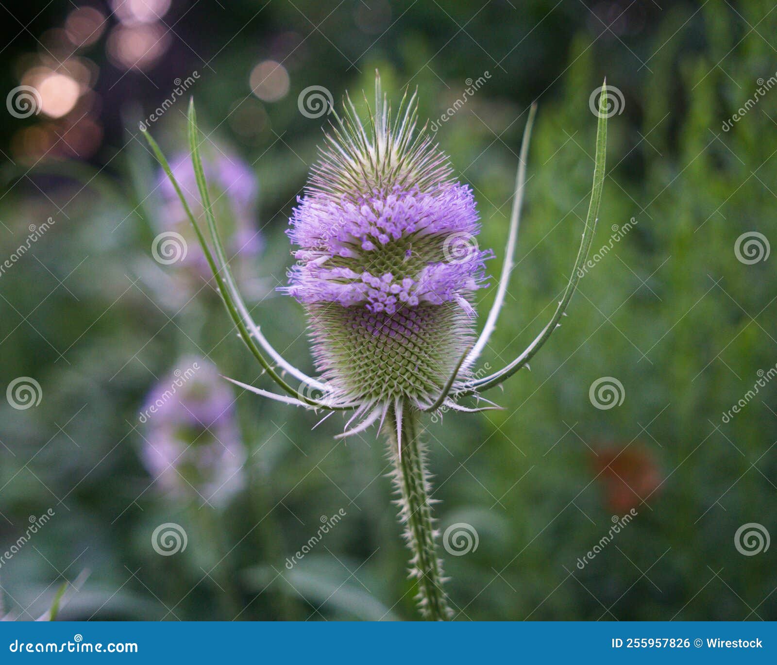 Closeup of a teasel flower stock photo. Image of nature - 255957826