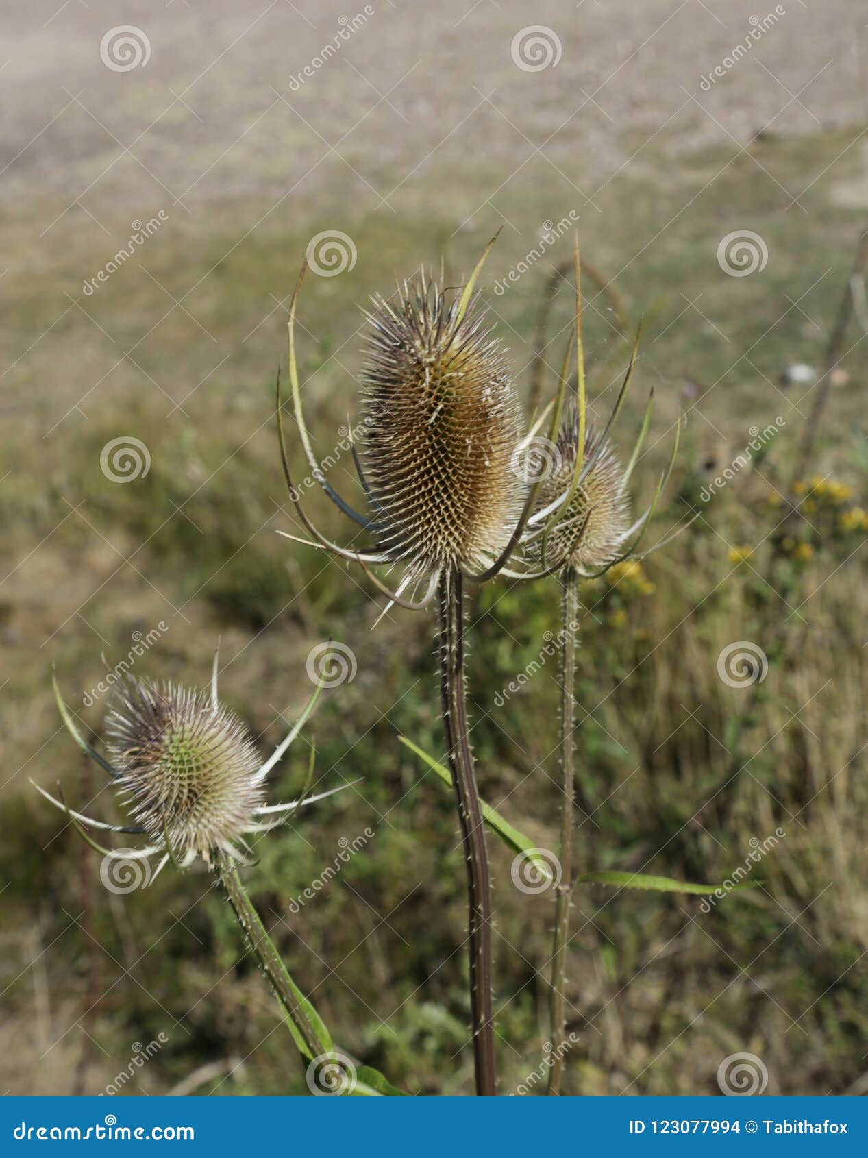 Teasels stock photo. Image of teasel, invasive, nature - 123077994
