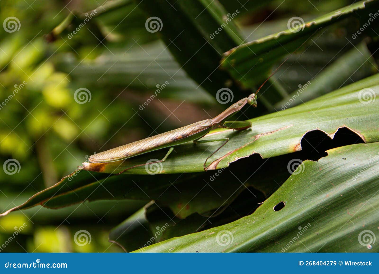 Tenodera Aridifolia (Chinese Mantis) Brown Color Perched On The Leaves ...