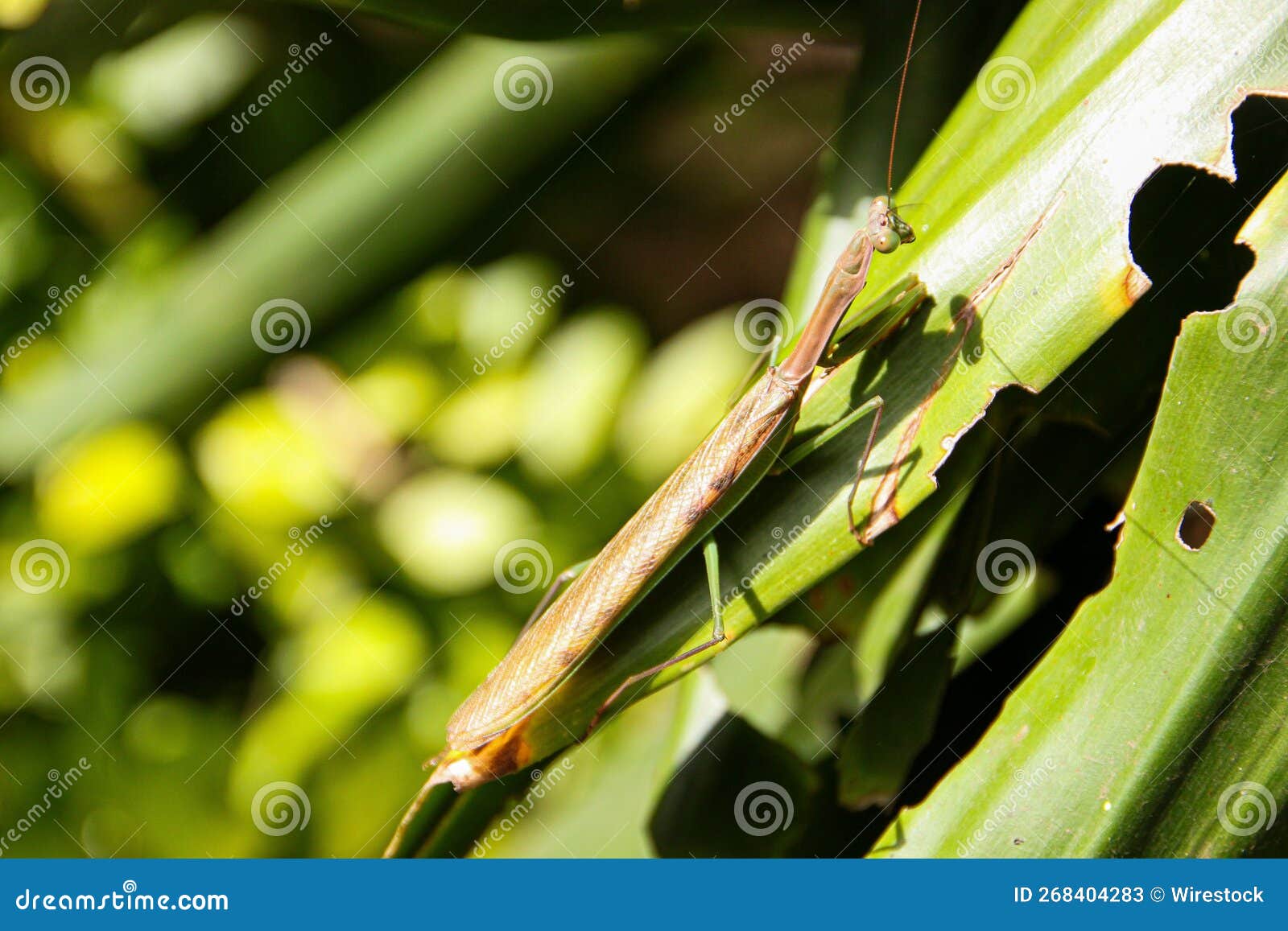Tenodera Aridifolia (Chinese Mantis) Brown Color Perched On The Leaves ...