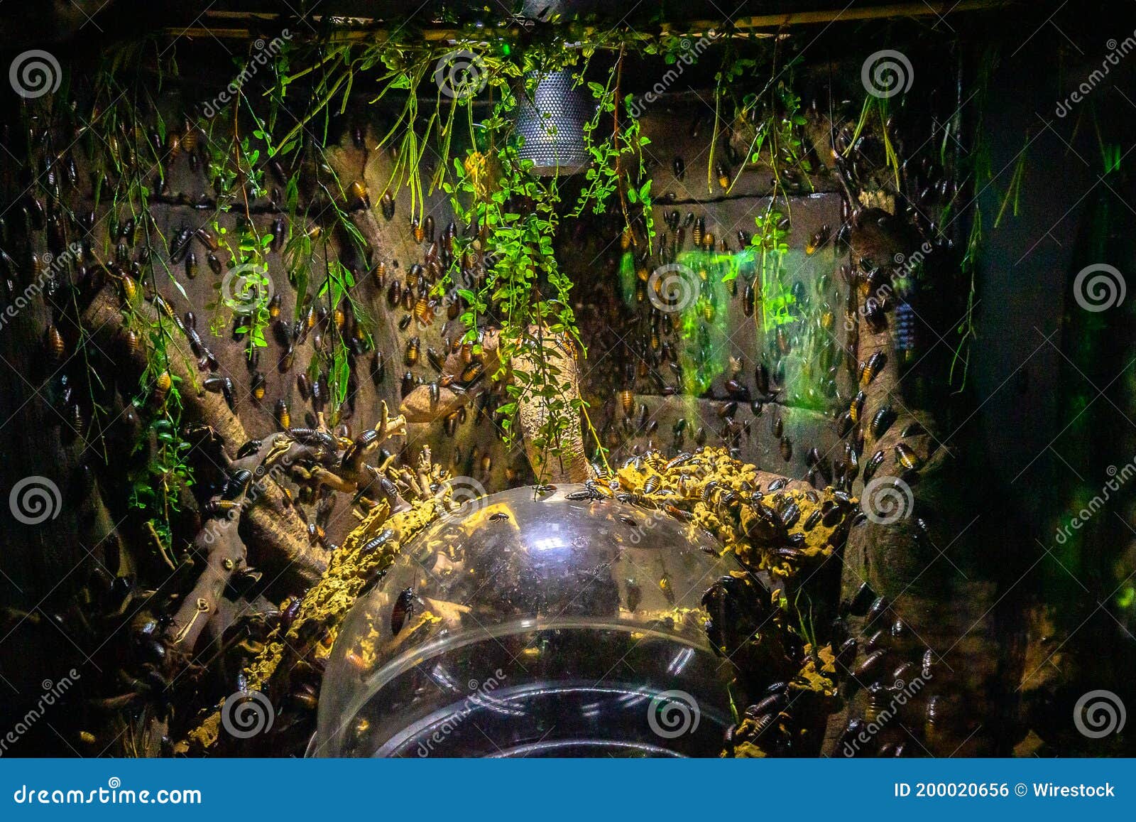 Closeup of the Terrarium with Beetles and Termites Stock Photo - Image ...
