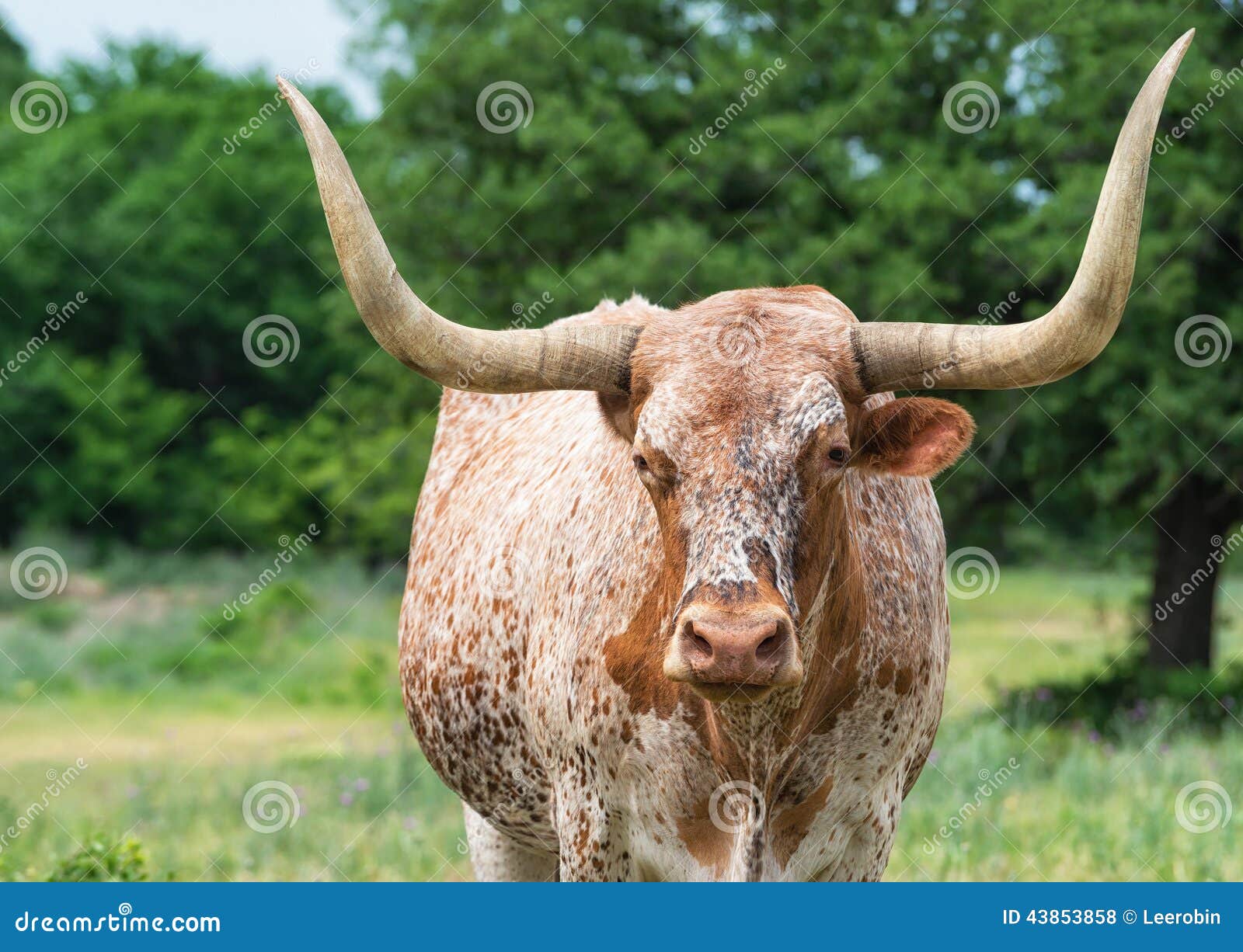 Closeup Of Tan Longhorn With Ring In Its Nose Stock Image ...