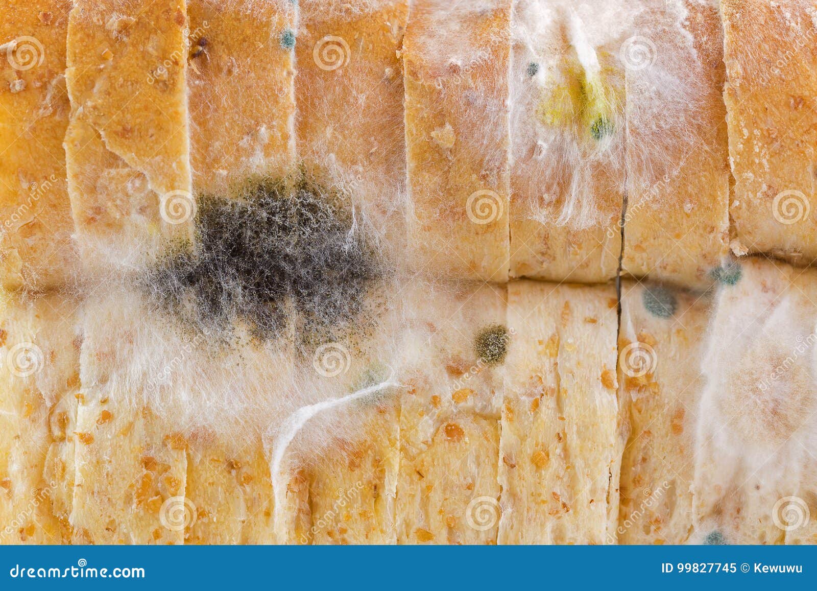 Closeup Texture of Black Yellow Blue White Molds on Molded Old B Stock ...