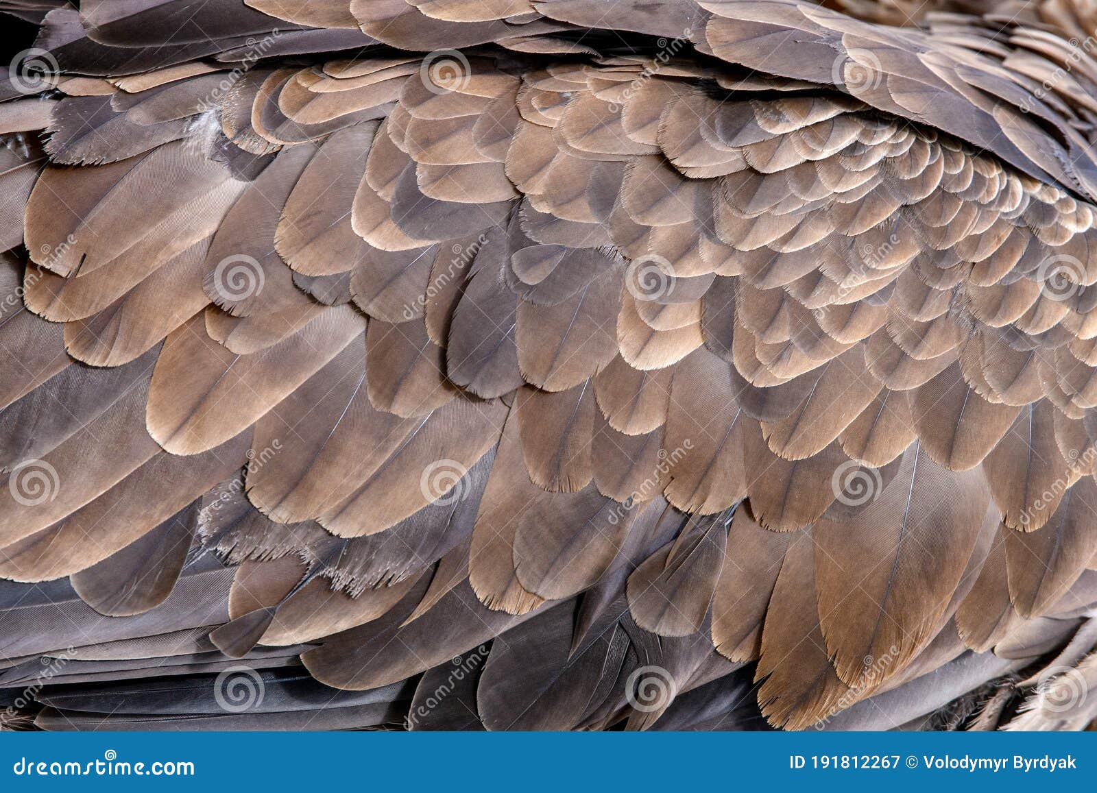 Closeup Texture of Brown Eagle Stock Image - Image of close, closeup ...