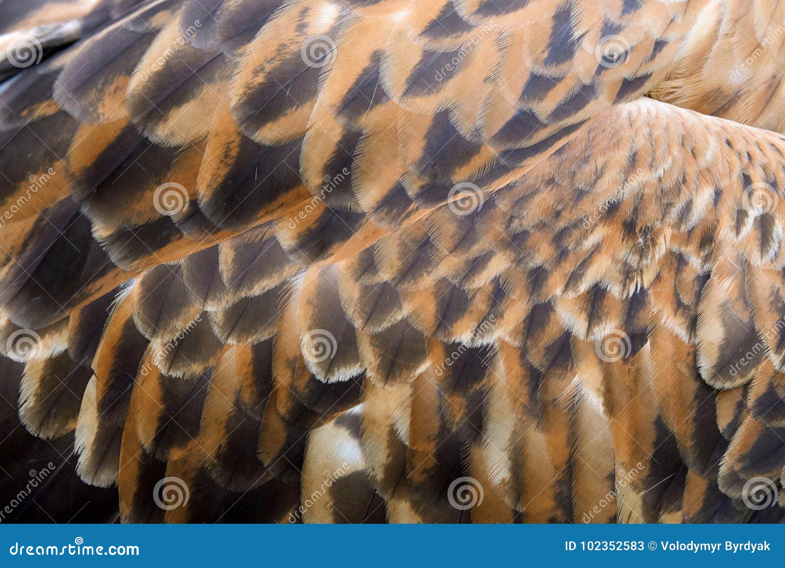 Eagle feather texture stock image. Image of coat, concept - 102352583