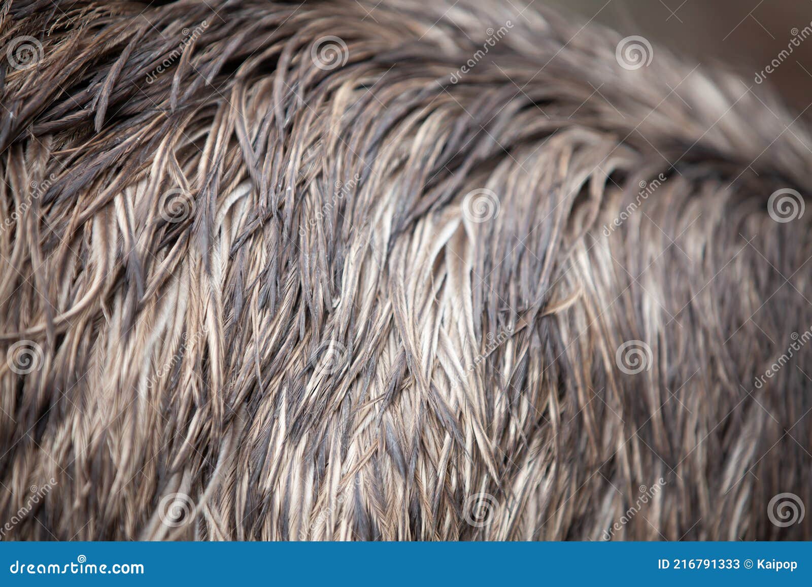 Closeup Texture of Emu Feathers Stock Image - Image of landscape ...