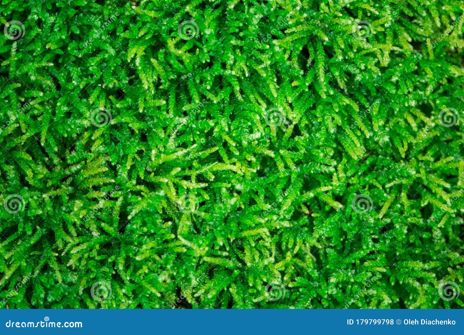 Closeup Texture of Forest Moss. Top View Stock Photo - Image of plant ...