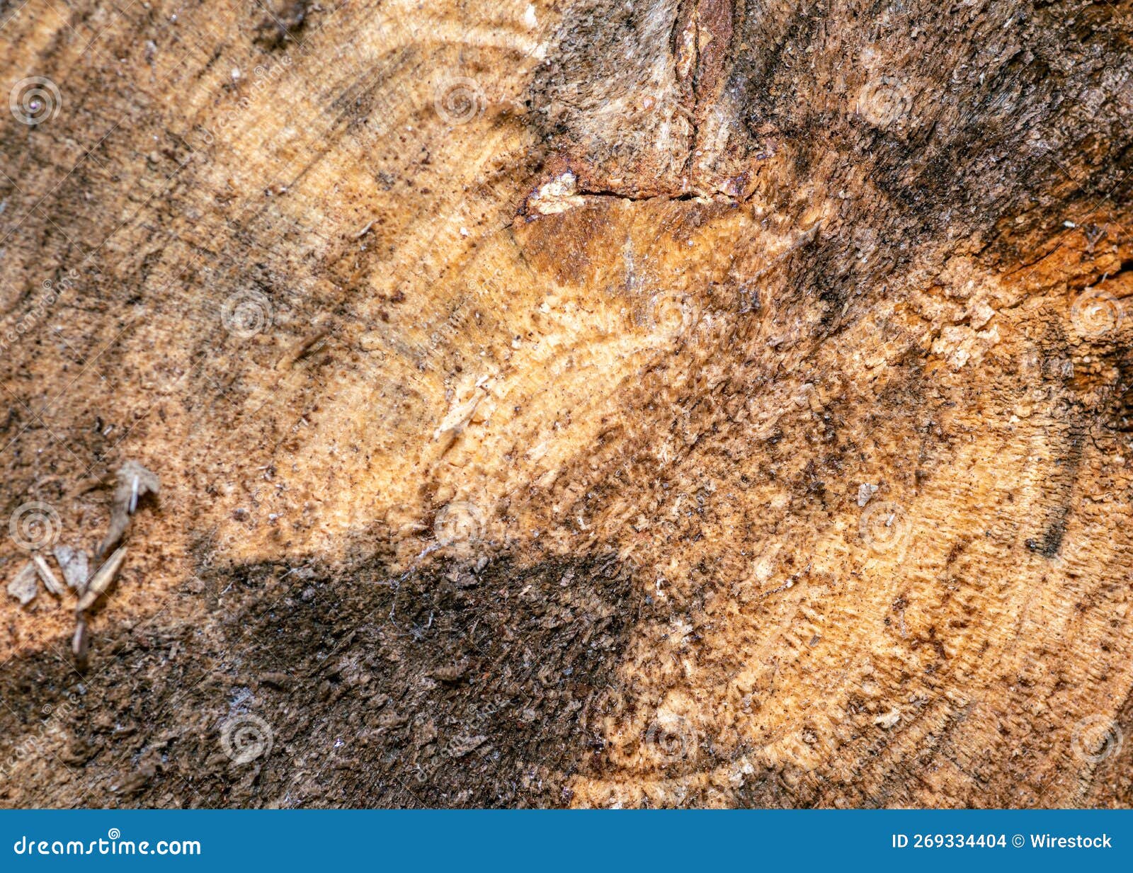 Closeup of the Texture of Freshly Sawn Wood Stock Photo - Image of ...