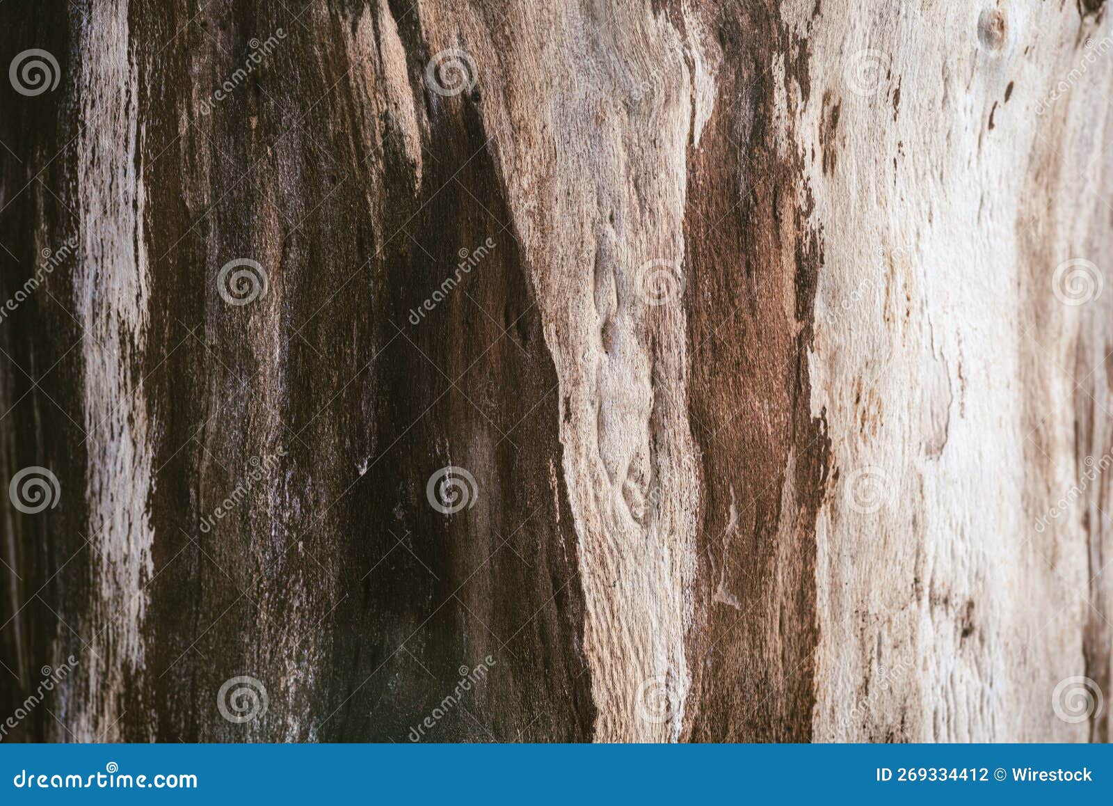 Closeup of the Texture of Freshly Sawn Wood Stock Photo - Image of bark ...