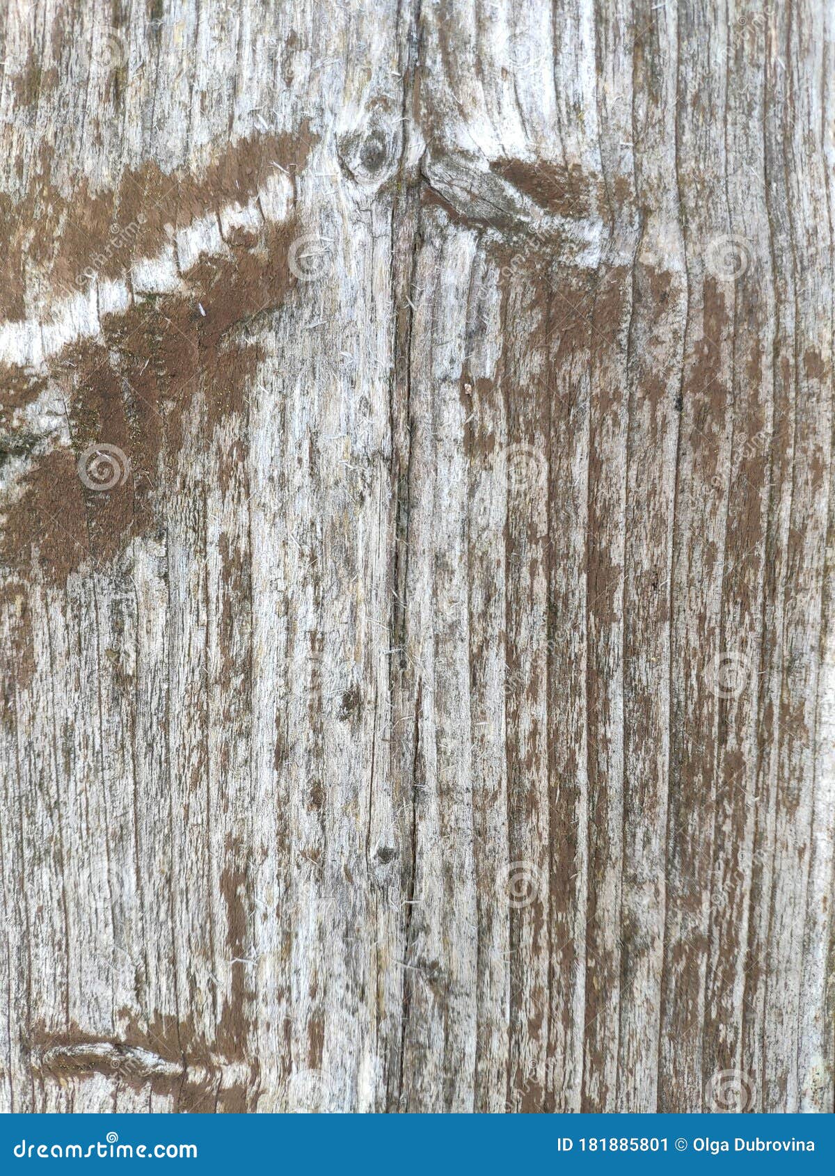 Closeup Texture of an Old Tree, with a Natural Pattern Stock Image ...