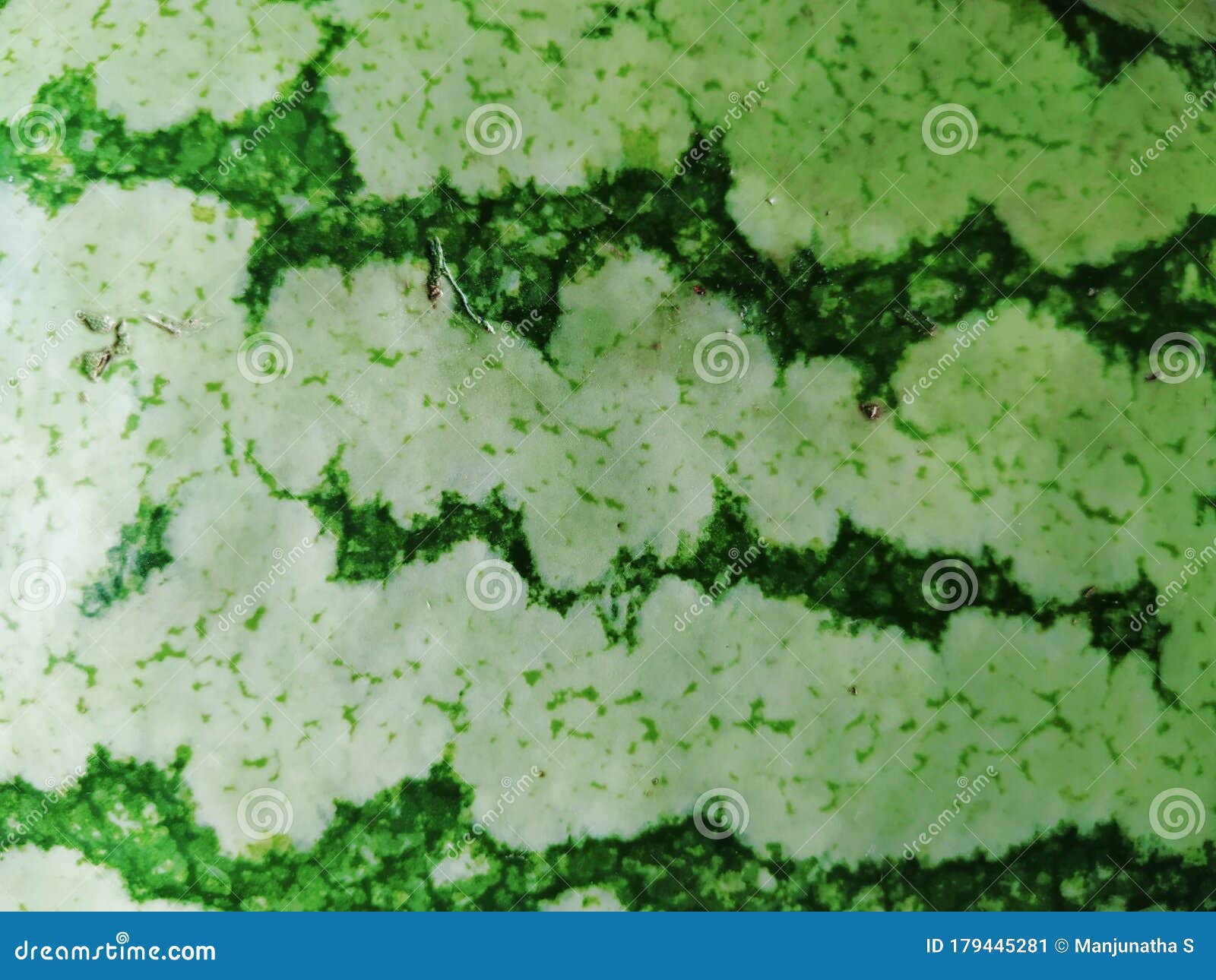 Closeup of Texture and Pattern of Water Melon Fruit Outer Skin Stock ...