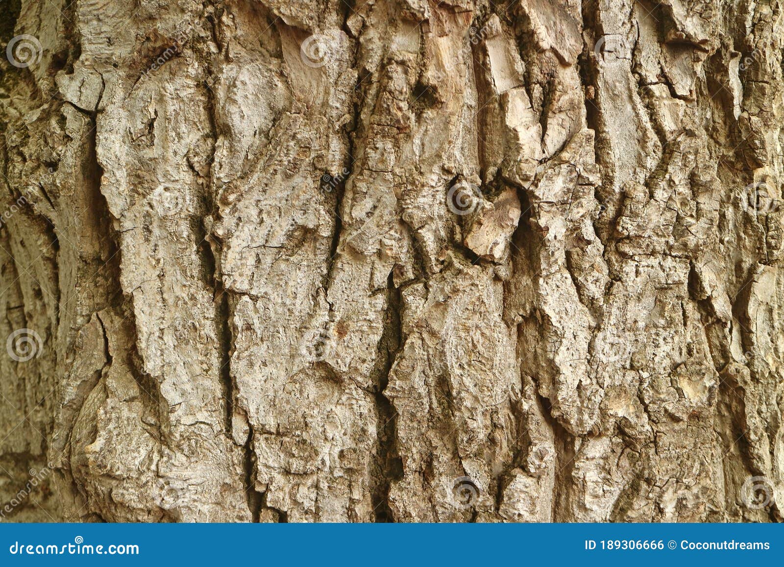 Closeup Texture of Rough Tree Bark for Background Stock Photo - Image ...
