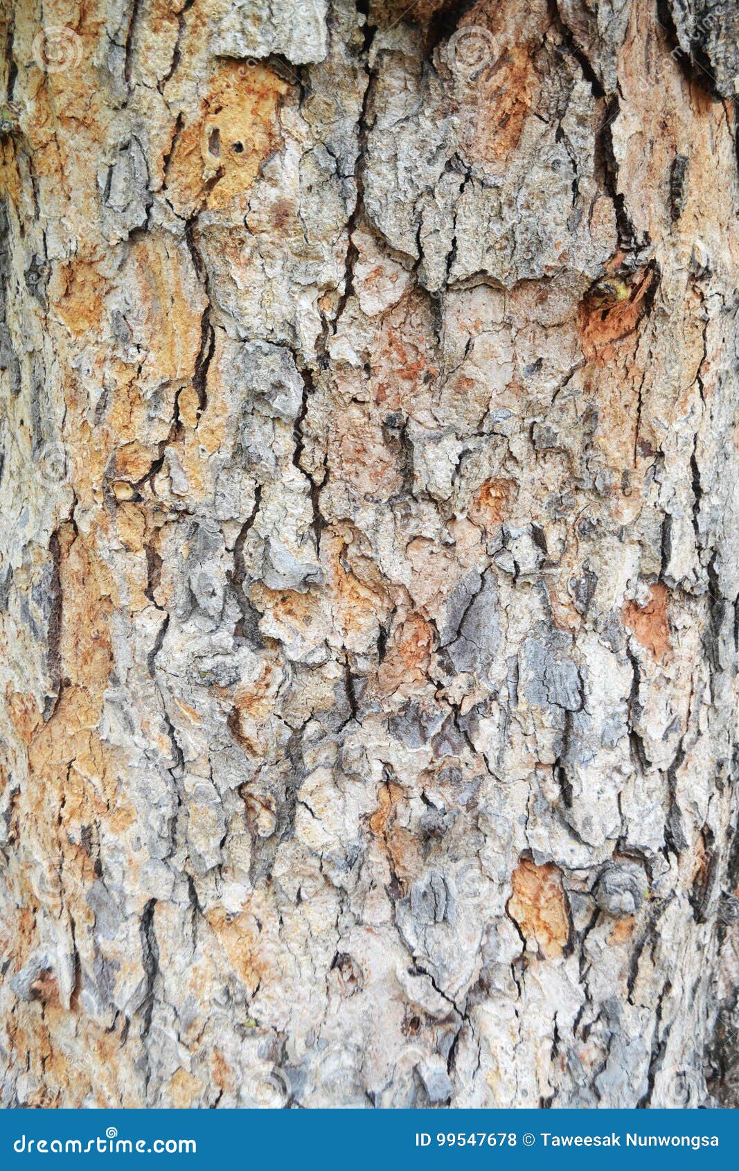 Closeup Texture Skin of Tree Stock Photo - Image of natural, count ...