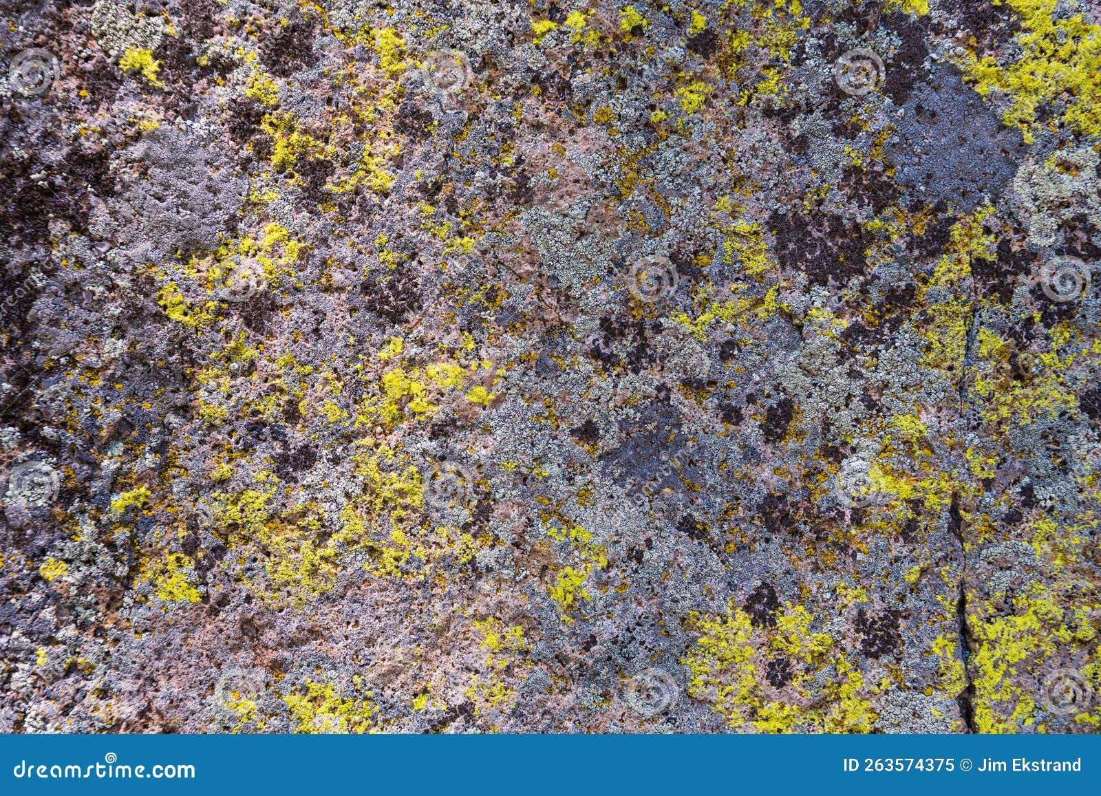 Closeup of Texture of Stone with Green and Yellow Moss and Lichen Stock ...
