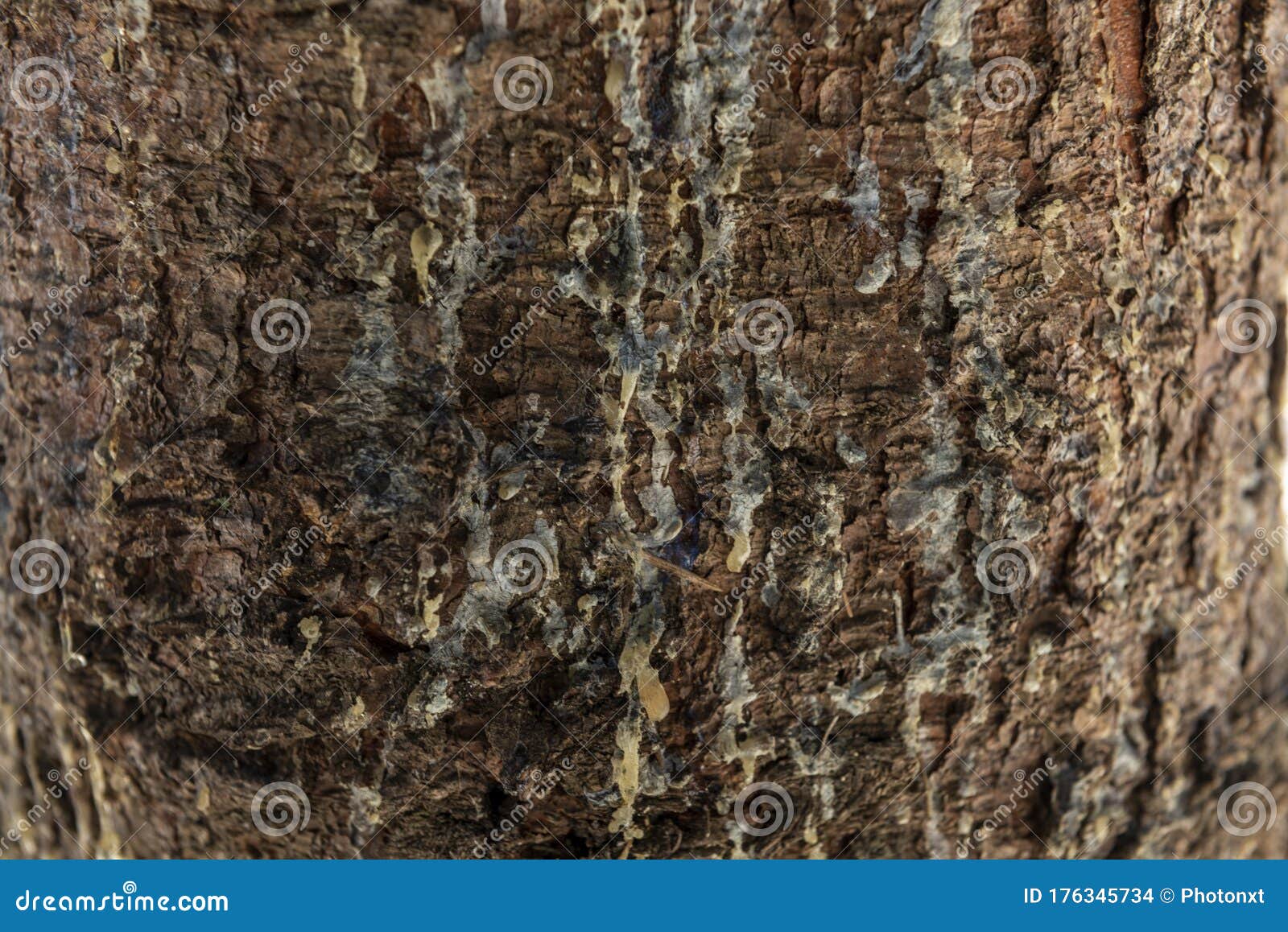 Closeup Texture of Tree Bark with Cracks Pattern, Abstract Background ...