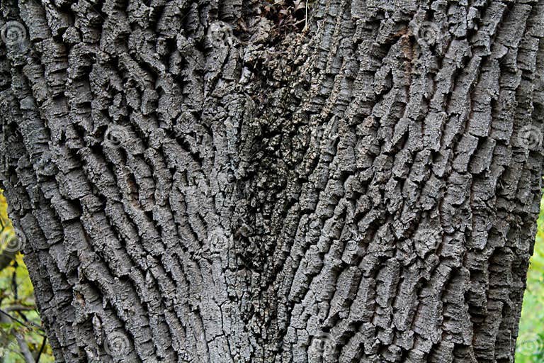 Closeup Texture of Tree Bark with Patterns Stock Image - Image of ...