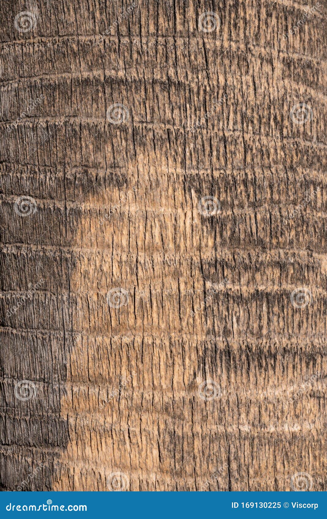 Palm Tree Texture Background Stock Image - Image of desert, board ...
