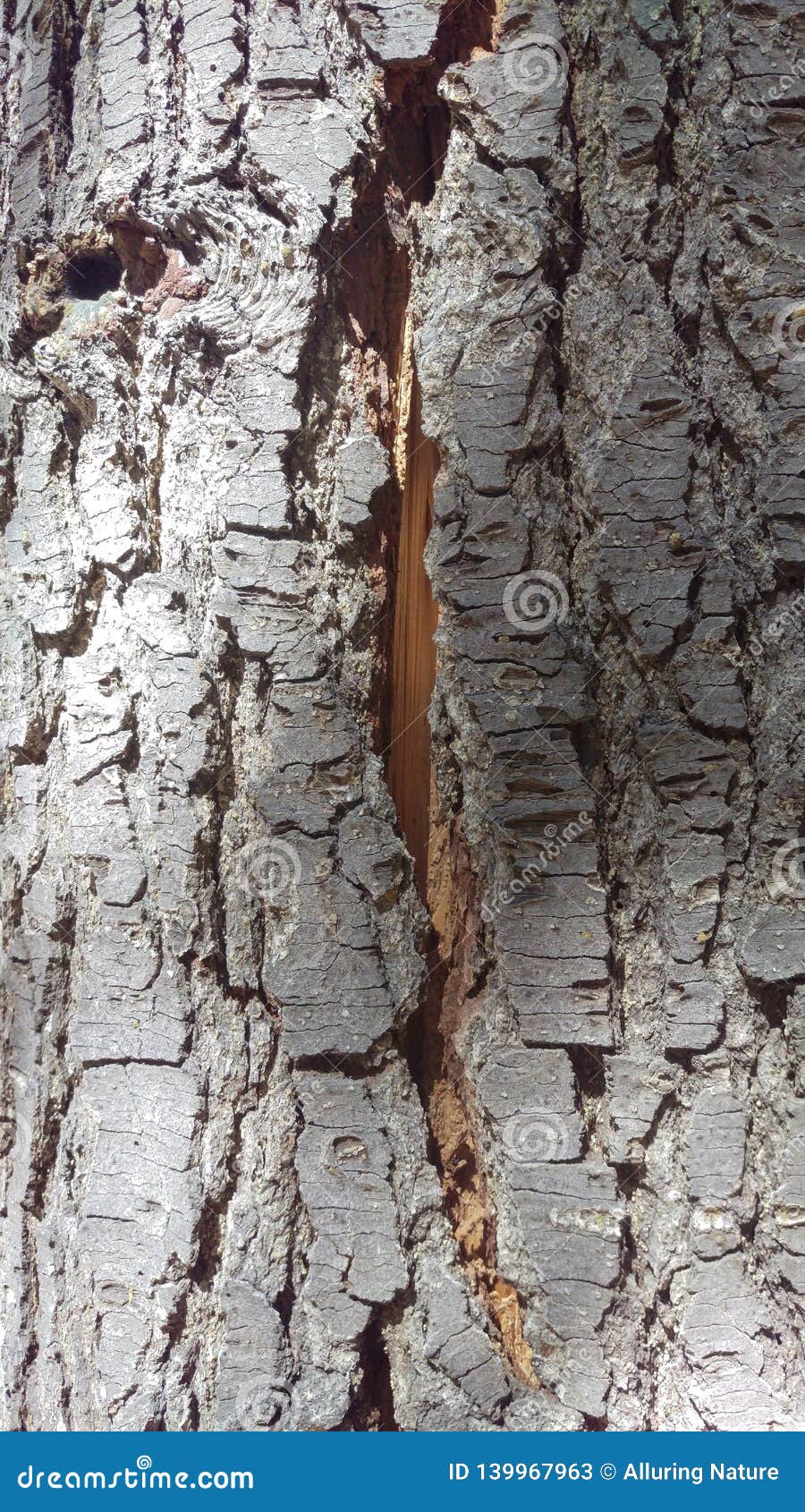 Red Spruce Tree Trunk Texture Stock Image - Image of dead, closeup ...