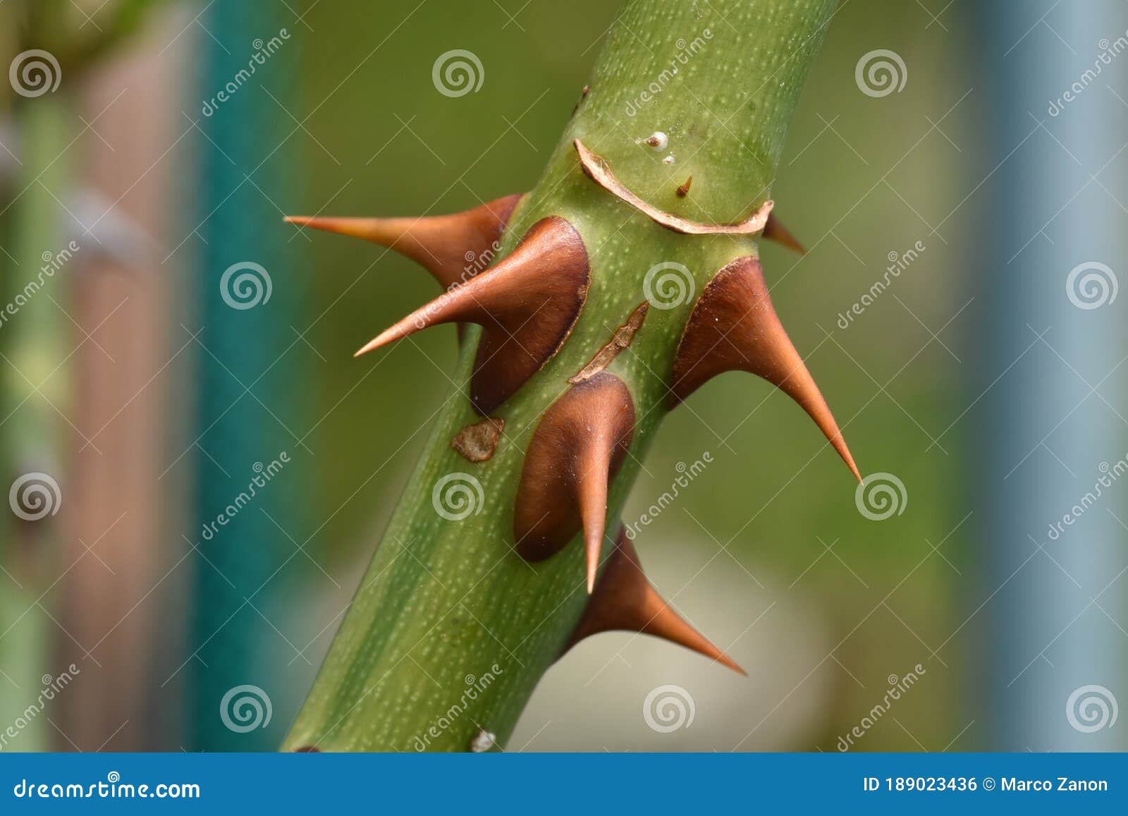 Closeup of a Rose Bush Stem with Thorn Cluster Stock Photo - Image of ...
