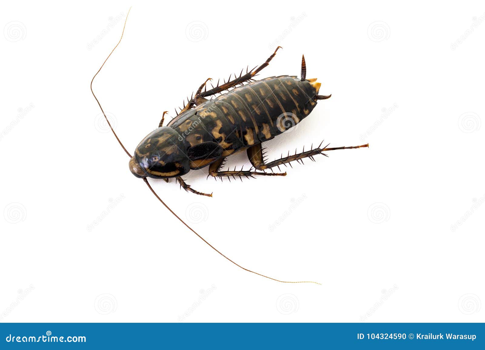 Closeup Thai Harlequin Cockroach Stock Photo - Image of dead, striped ...