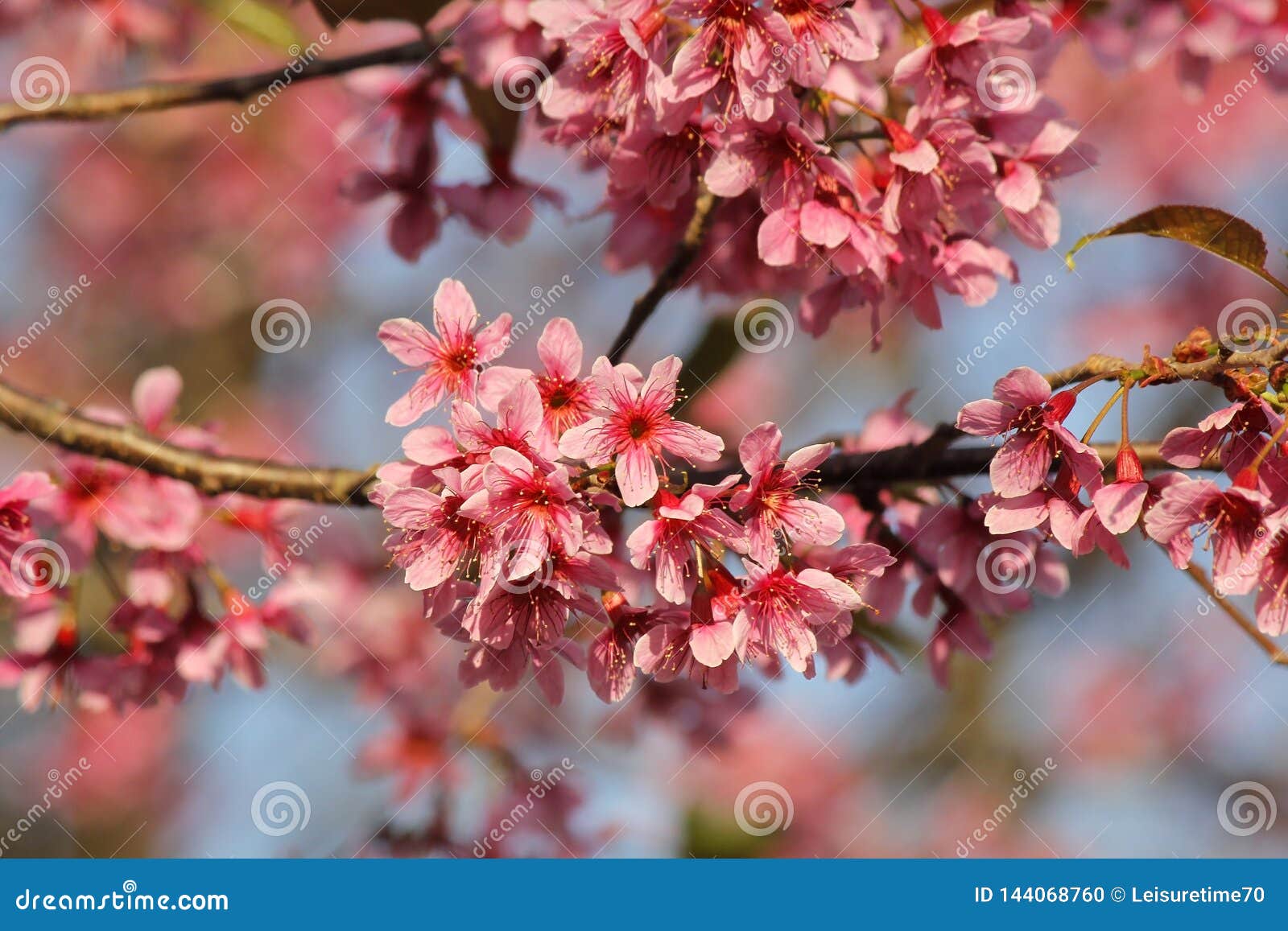 Closeup of Thai Sakura Flower Stock Photo - Image of branch, wild ...