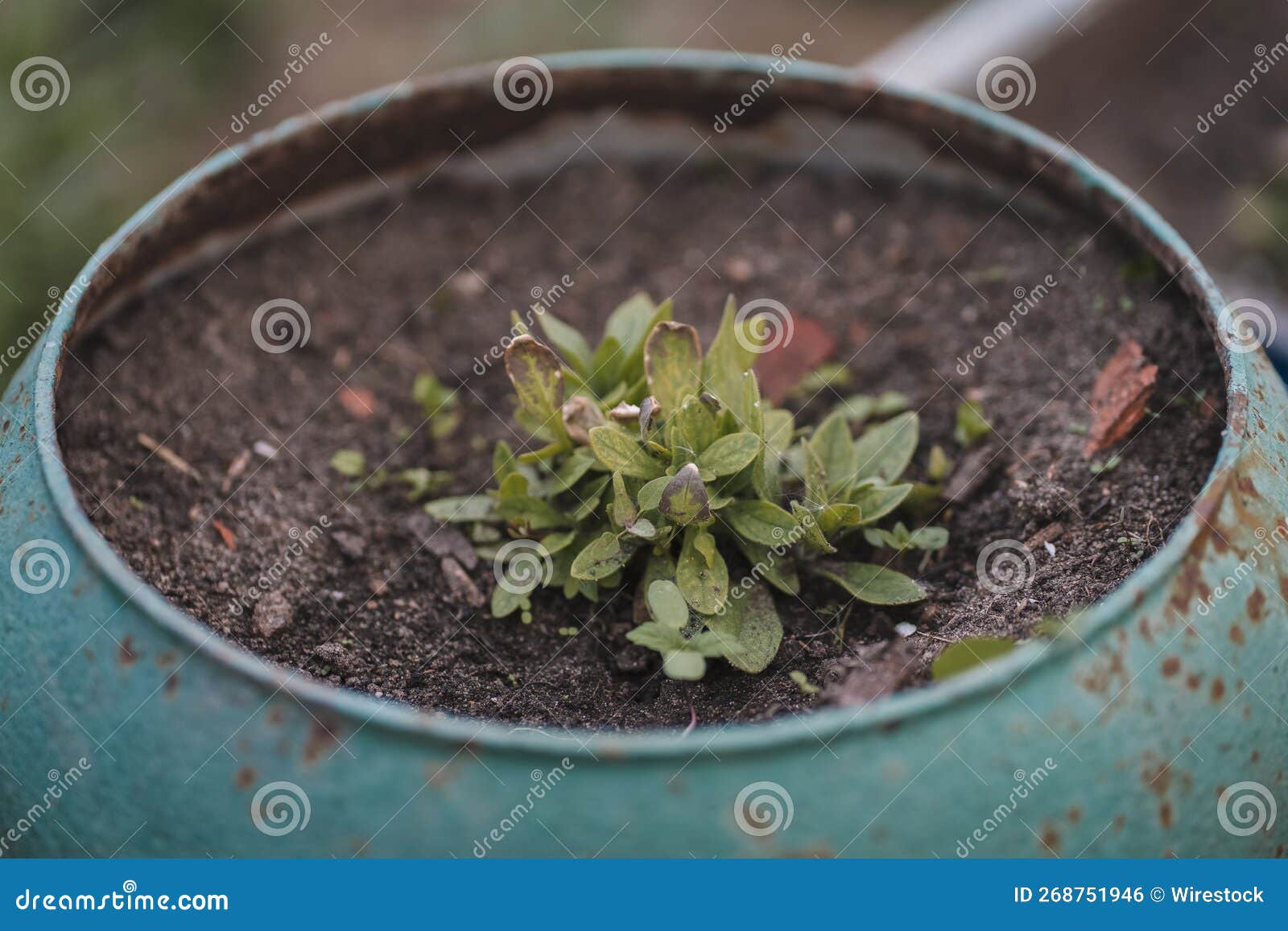 Closeup of Thale Cress Plant in a Pot Stock Photo - Image of nature ...