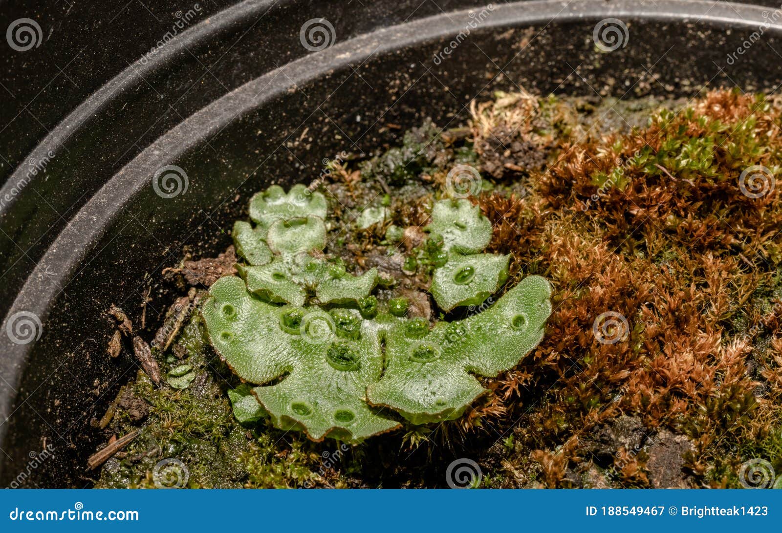Close-up of Thallus with Gemmae Cups, Marchantia Polymorpha, Common ...