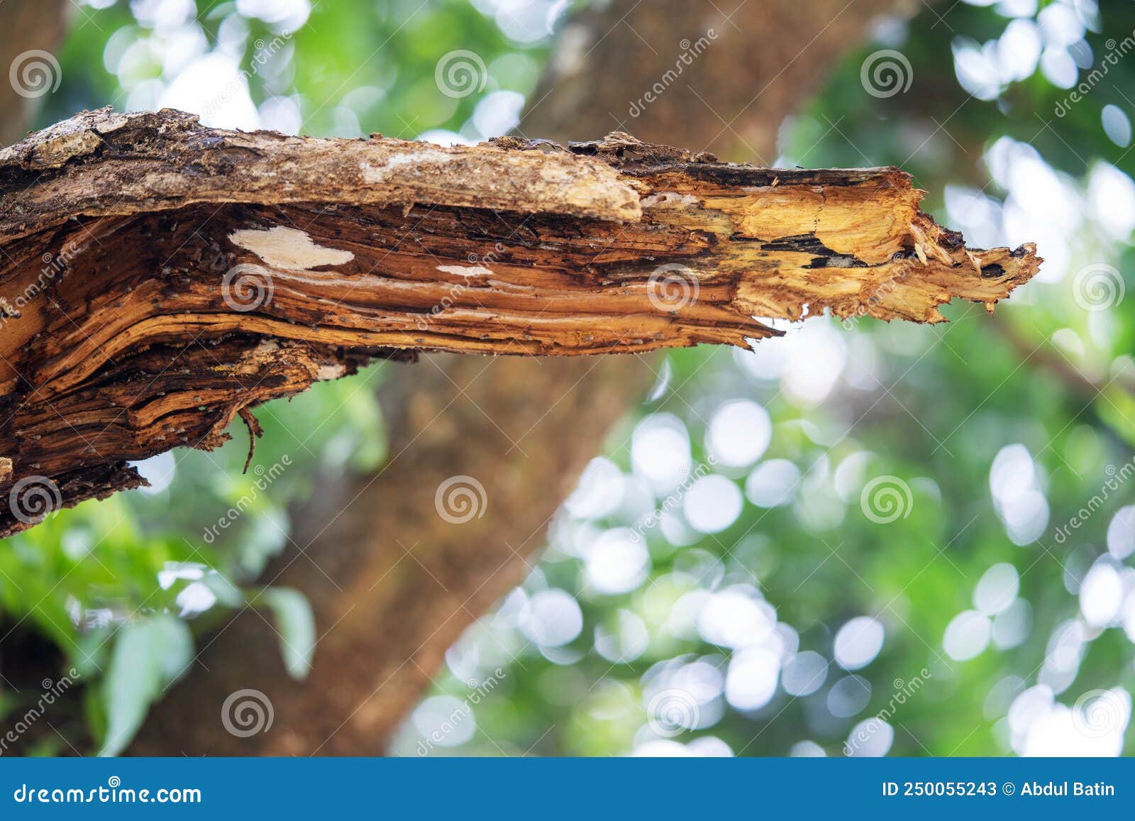 Broken Off Tree Branch