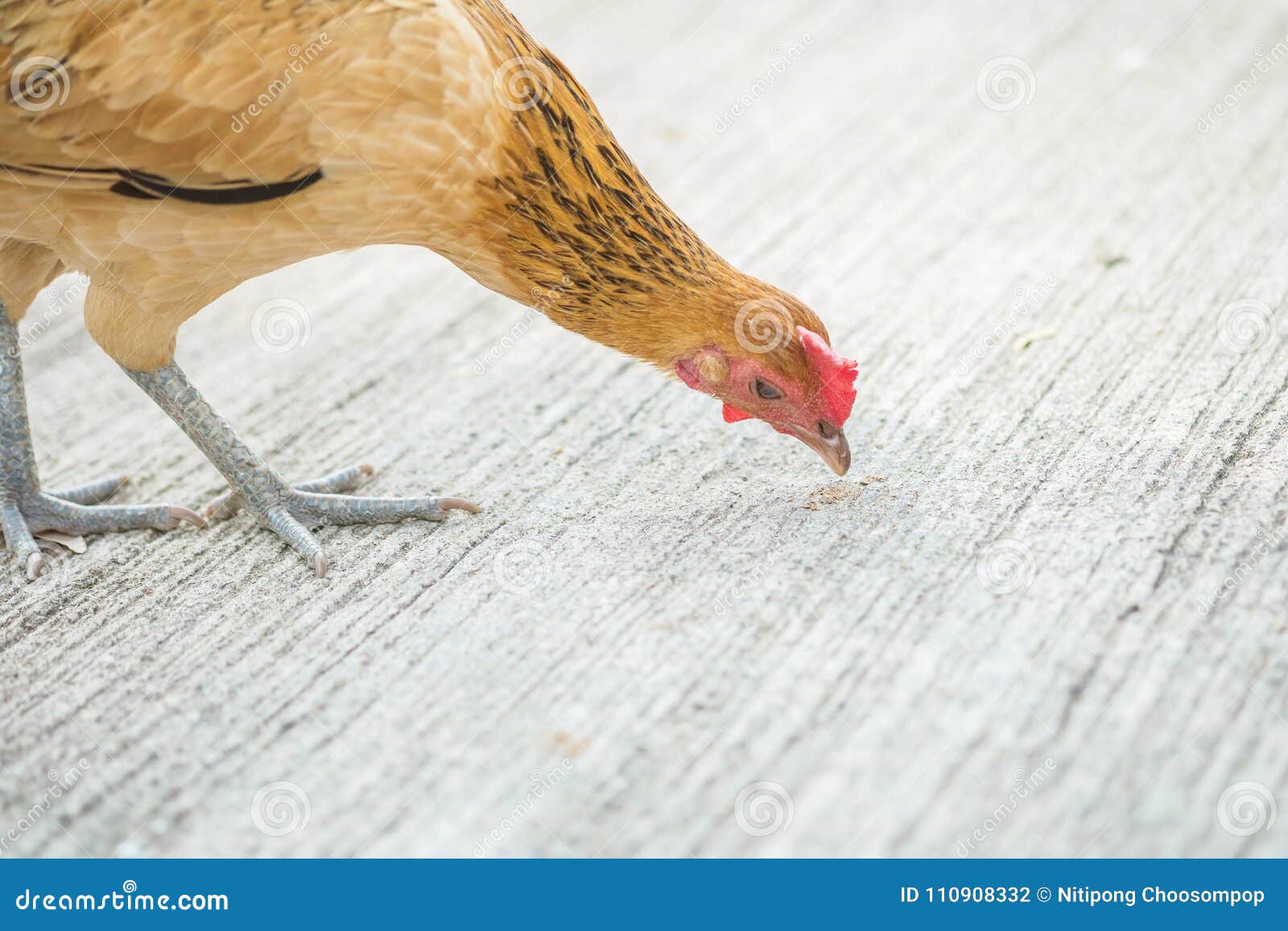 Closeup Thin Chicken Eating Something on Cement Floor Background with ...